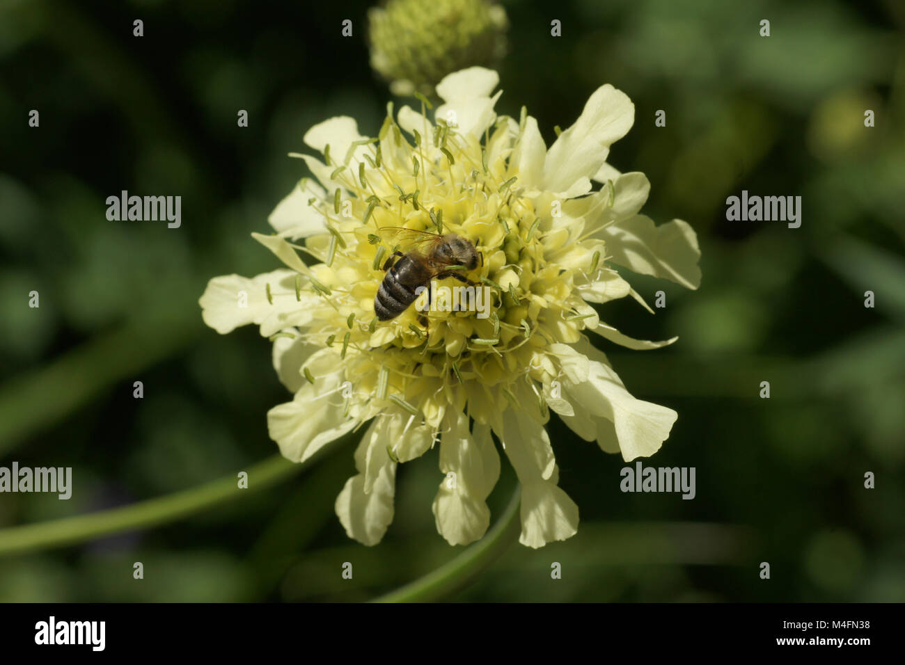 Cephalaria gigantea, giant cephalaria, with bee Stock Photo - Alamy