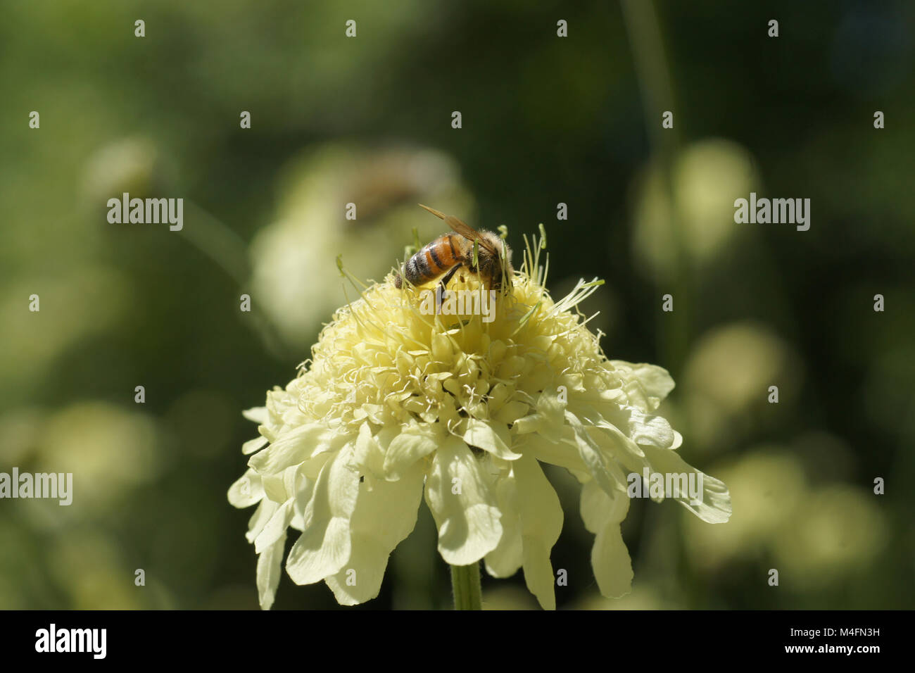 Cephalaria gigantea, giant cephalaria, with bee Stock Photo - Alamy