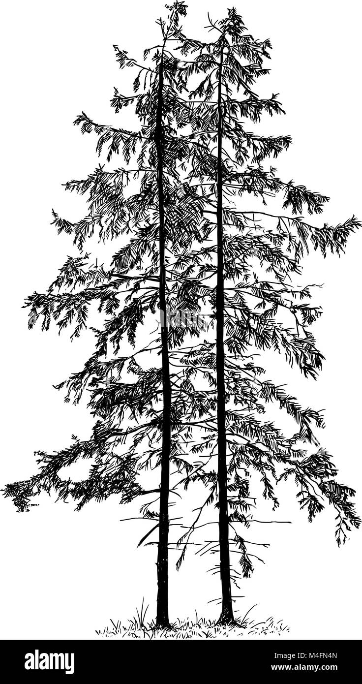 Conifer Drawing
