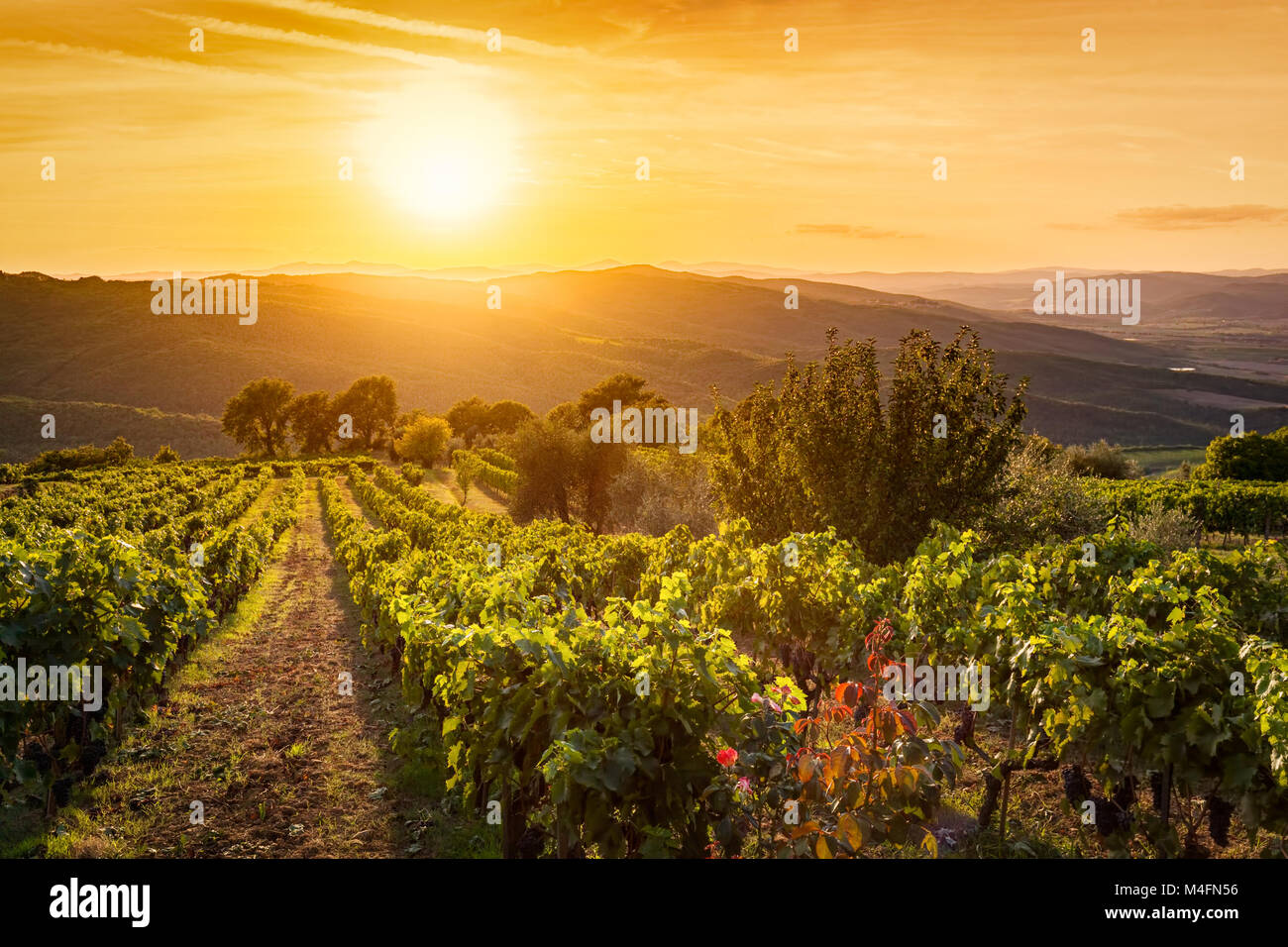 Romantic vineyard tour hi-res stock photography and images - Alamy