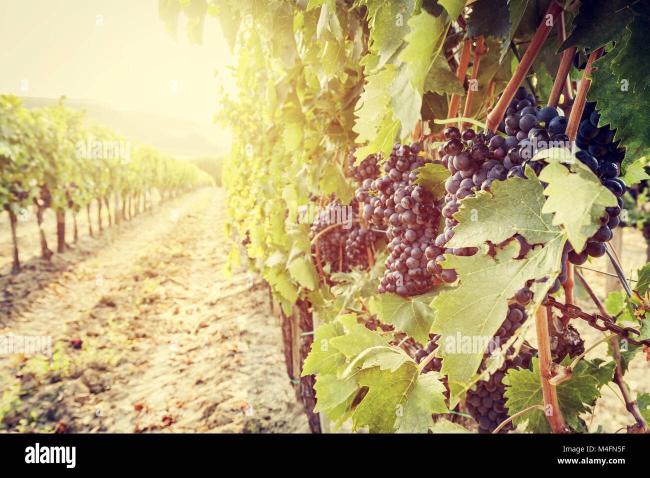 Vineyard italy hi-res stock photography and images - Alamy