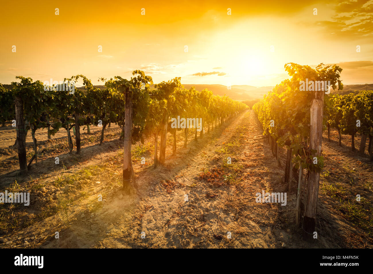 Vineyard in Tuscany, Italy. Wine farm at sunset. Vintage Stock Photo ...
