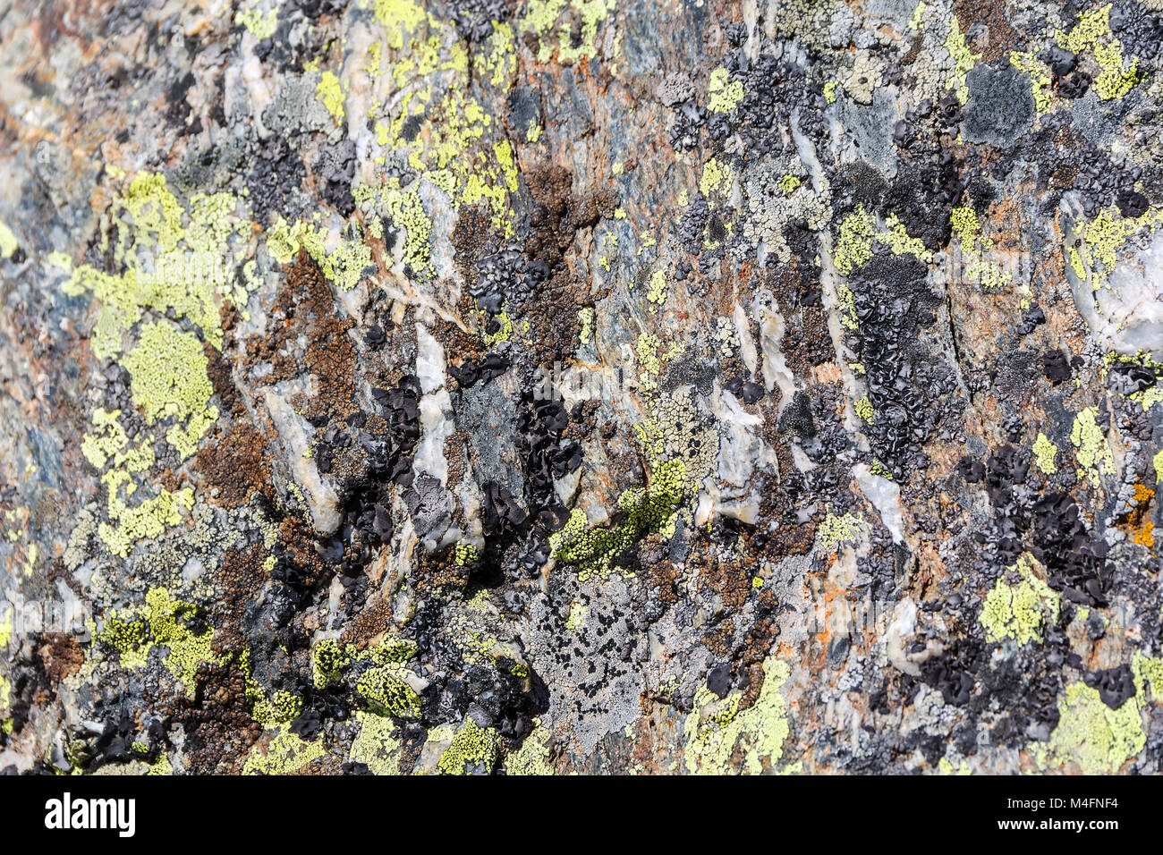 Texture of moss and lichen Stock Photo - Alamy
