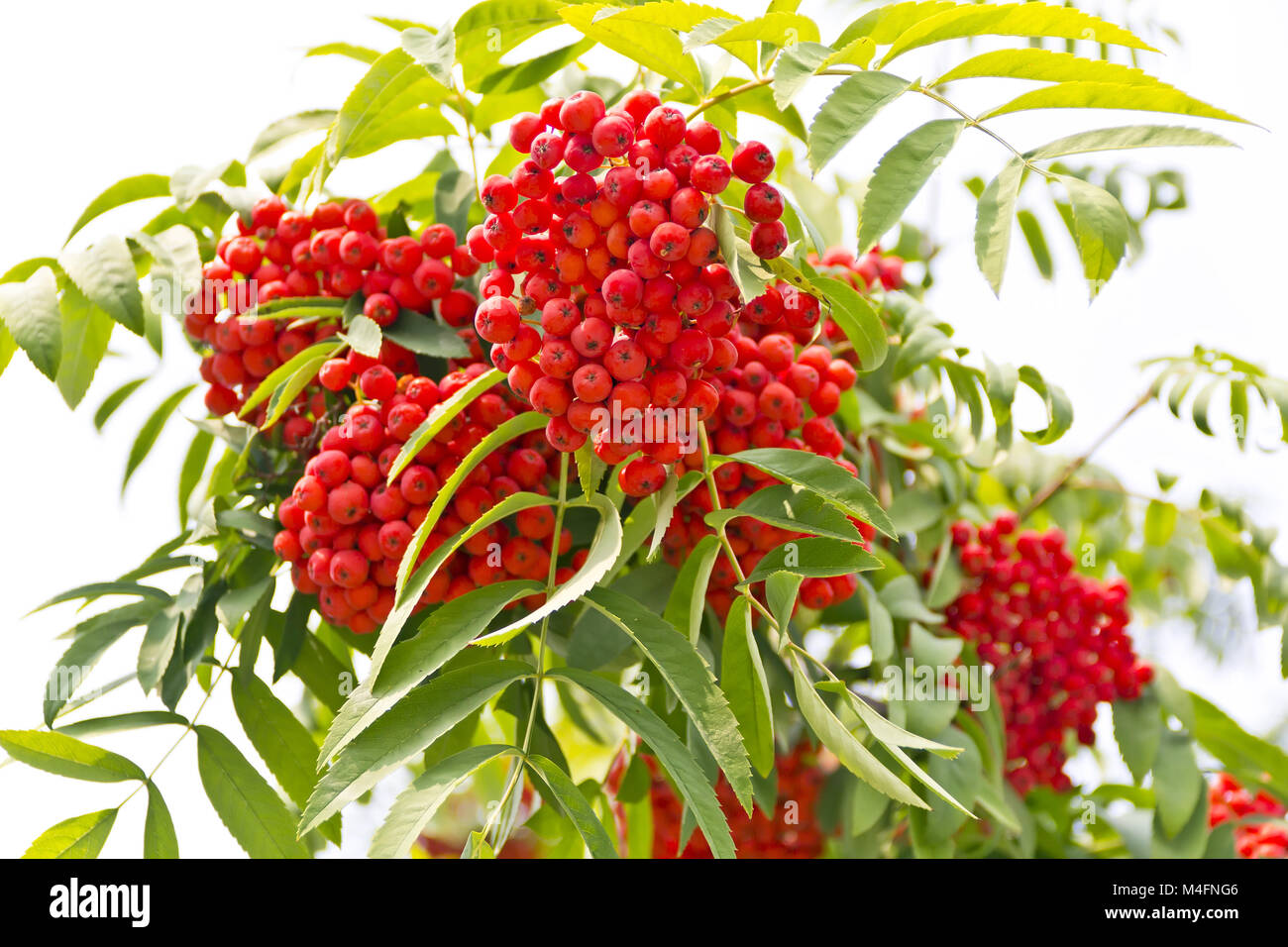 Rowanberry branch in summer day Stock Photo - Alamy