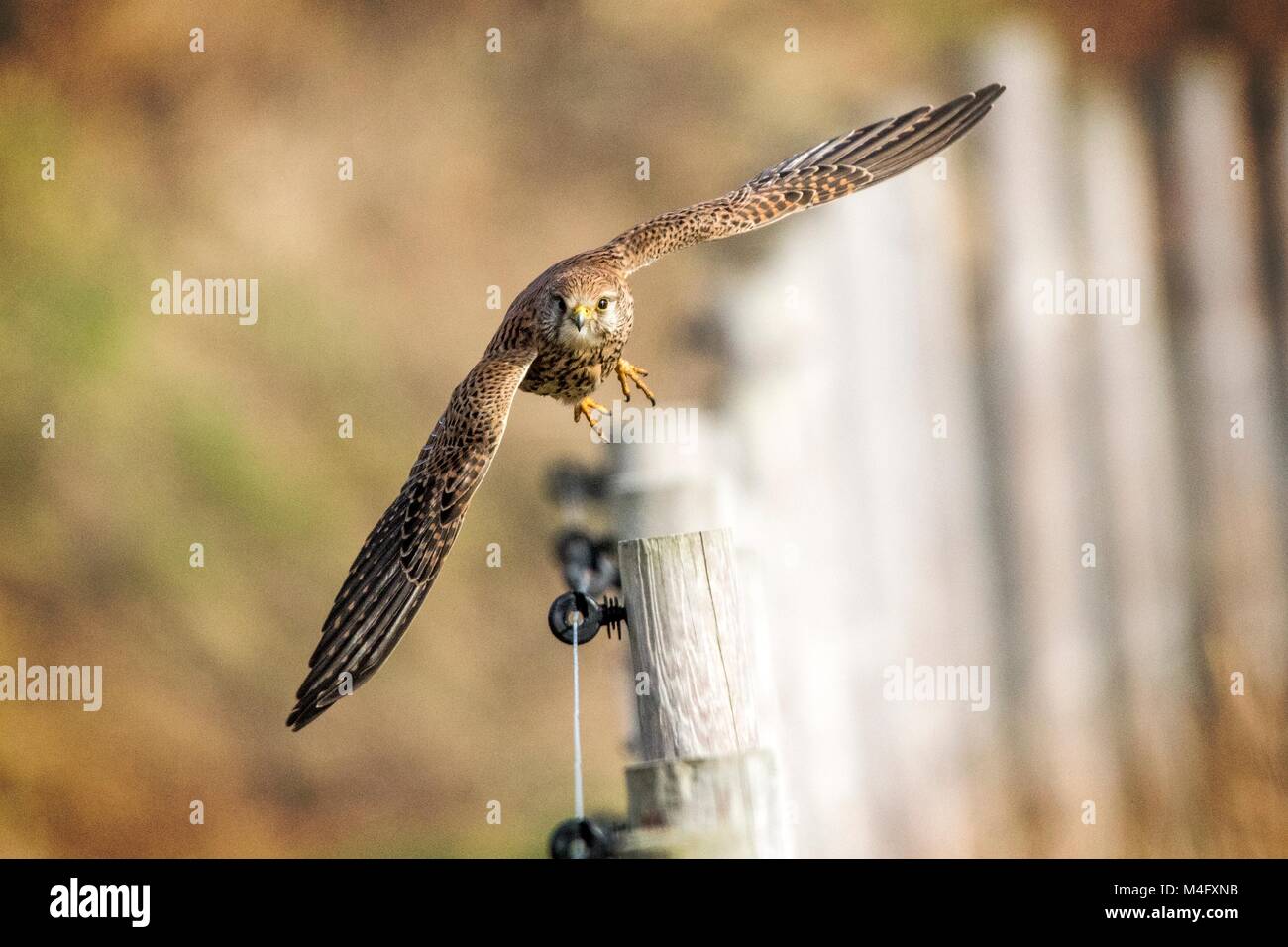 A hunting Kestrel, Marshside Southport, Merseyside. 16th February 2018 ...