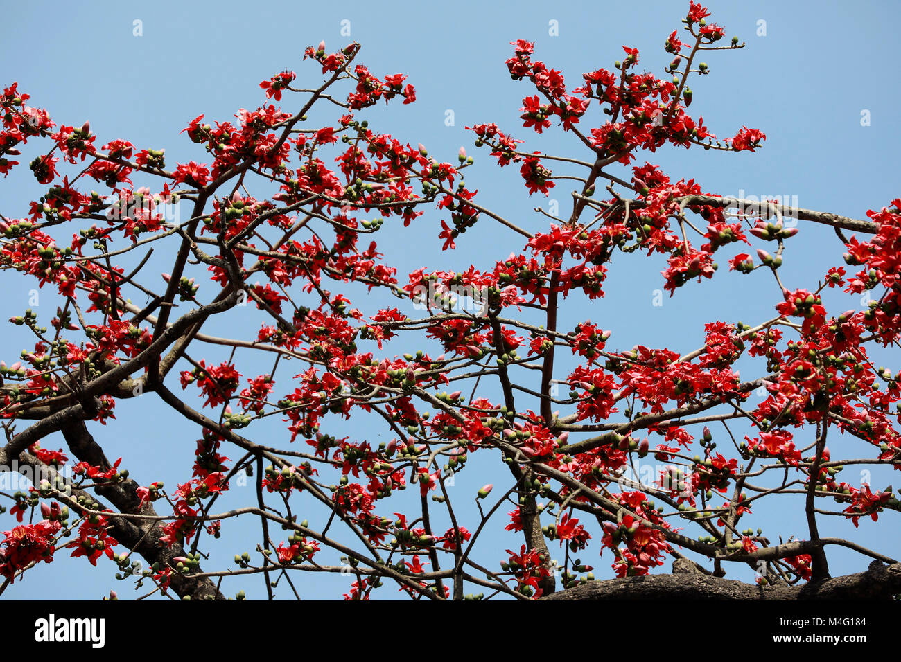 Dhaka, Bangladesh. 16th February, 2018. Bombax ceiba (Local name Shimun ...