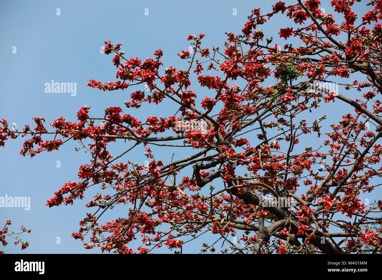 Dhaka, Bangladesh. 16th February, 2018.Bombax ceiba (Local name Shimun ...
