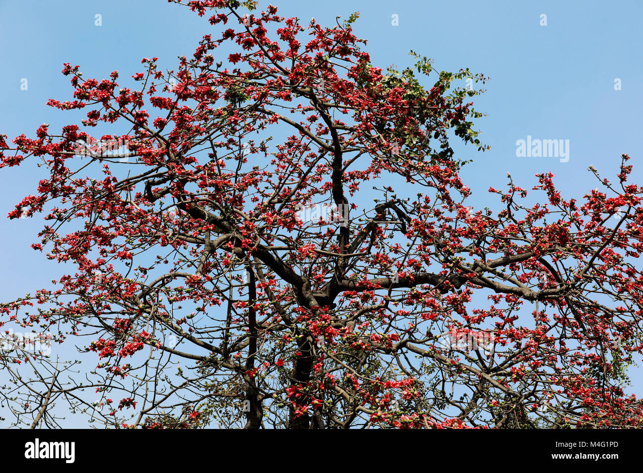 Spring flower of bangladesh hi-res stock photography and images - Alamy