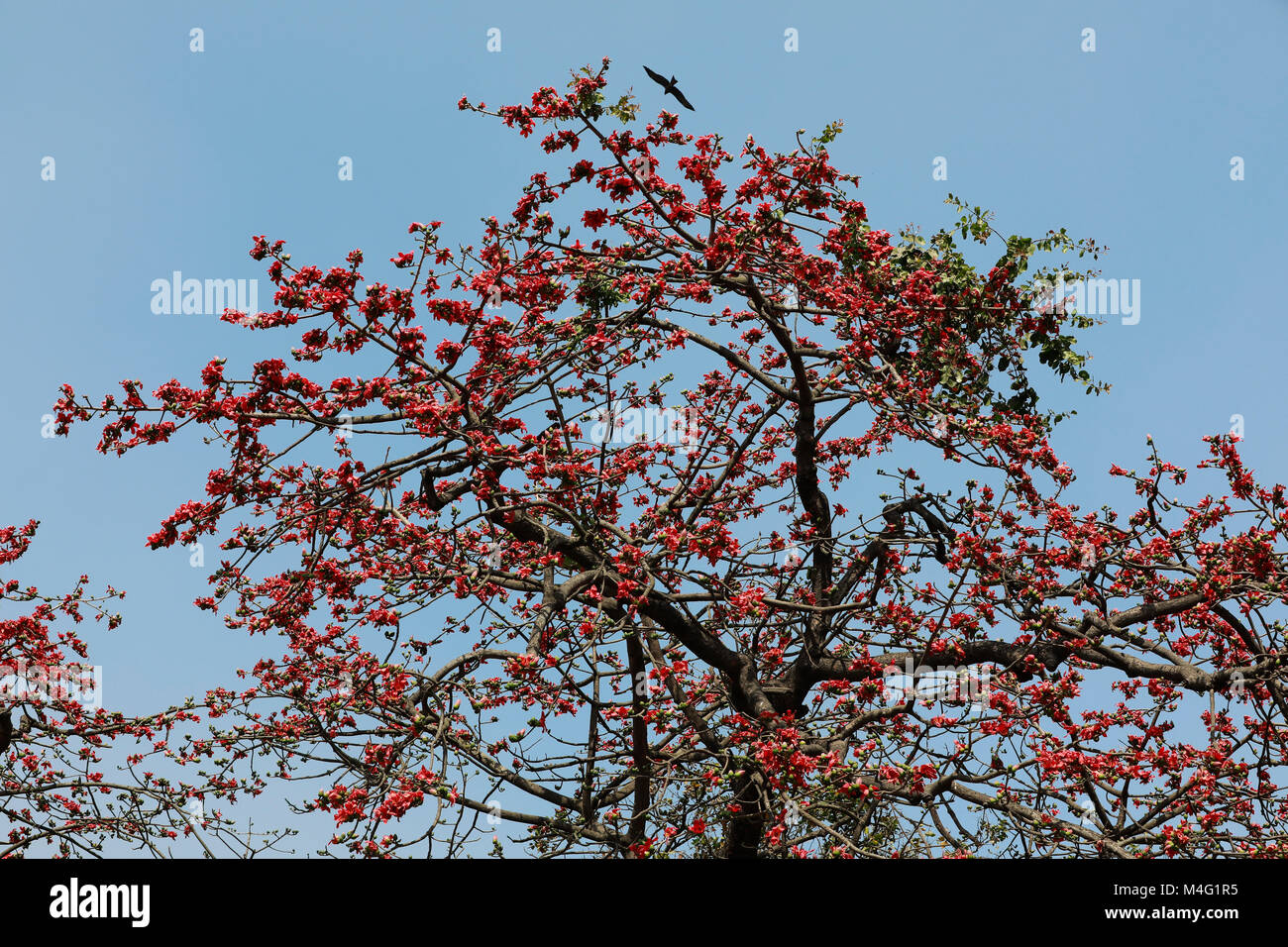 Spring flower of bangladesh hi-res stock photography and images - Alamy