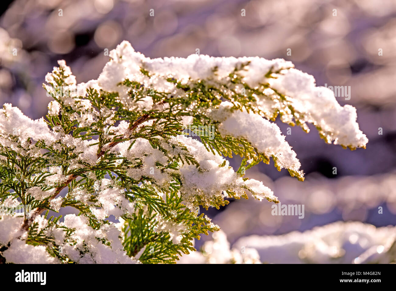 branch with snow cap Stock Photo - Alamy