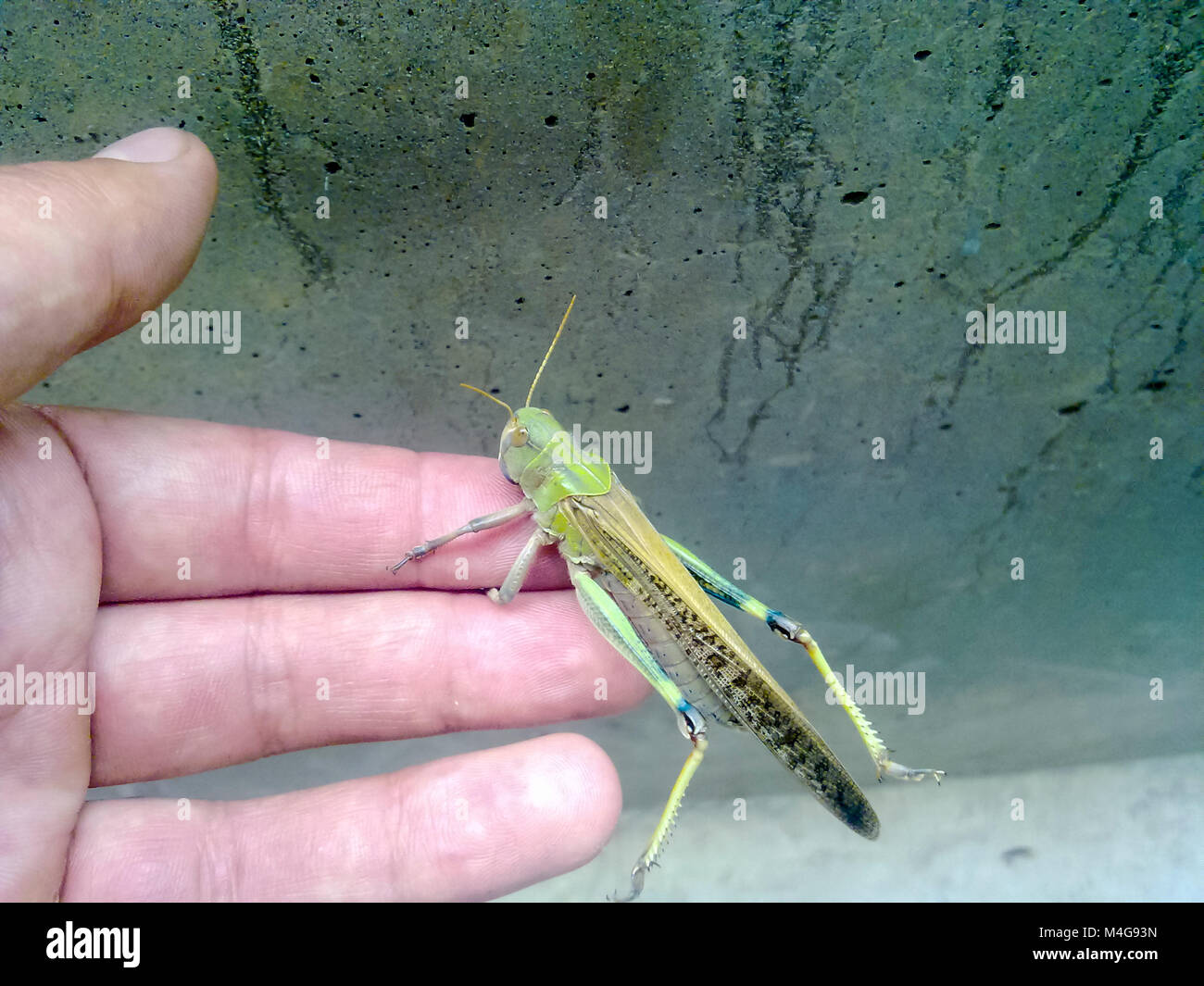 Locusts on the man's hand. orthopteran insect Stock Photo - Alamy