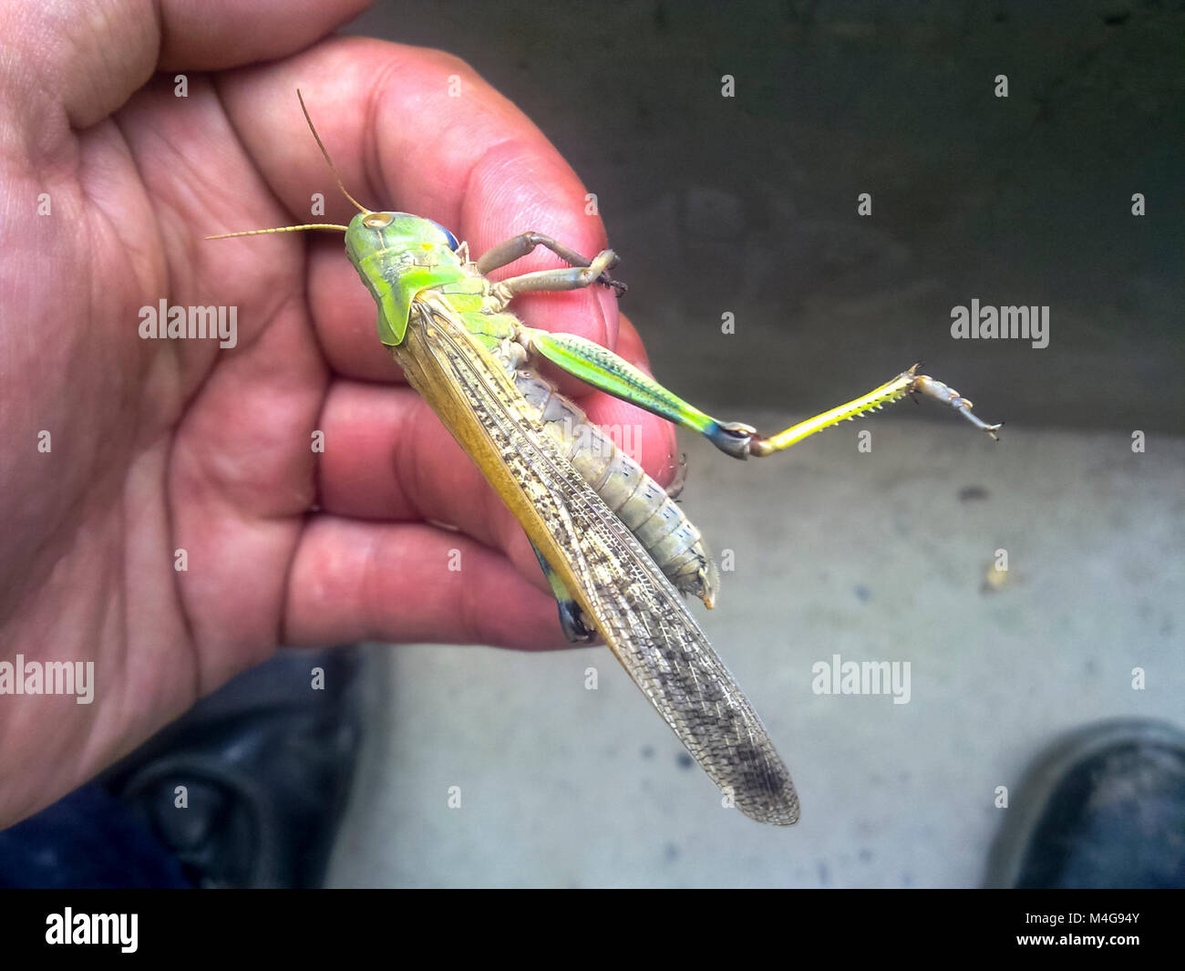 Locusts on the man's hand. orthopteran insect Stock Photo - Alamy