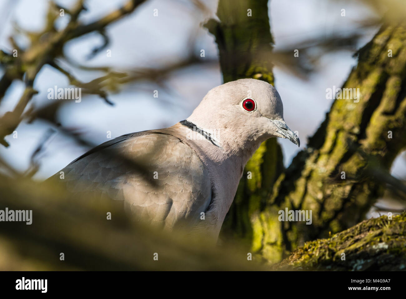 Dove sitting on tree branch hi-res stock photography and images - Alamy