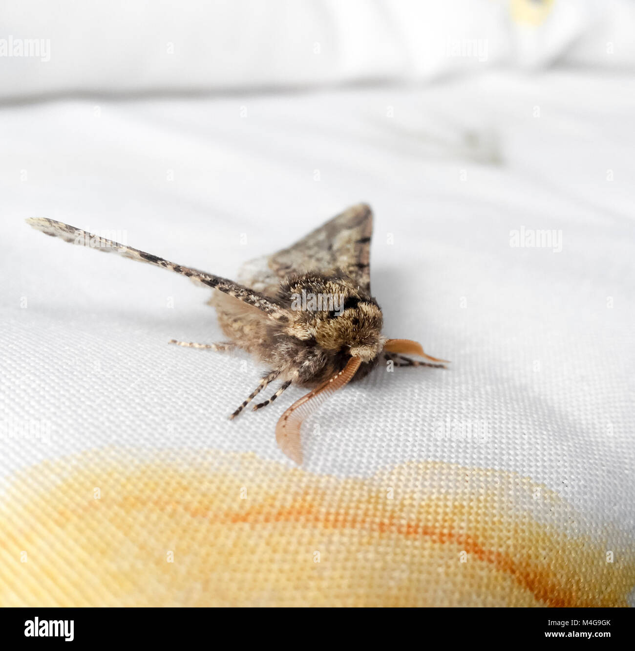 Night butterfly on white fabric. Butterfly resting Stock Photo - Alamy