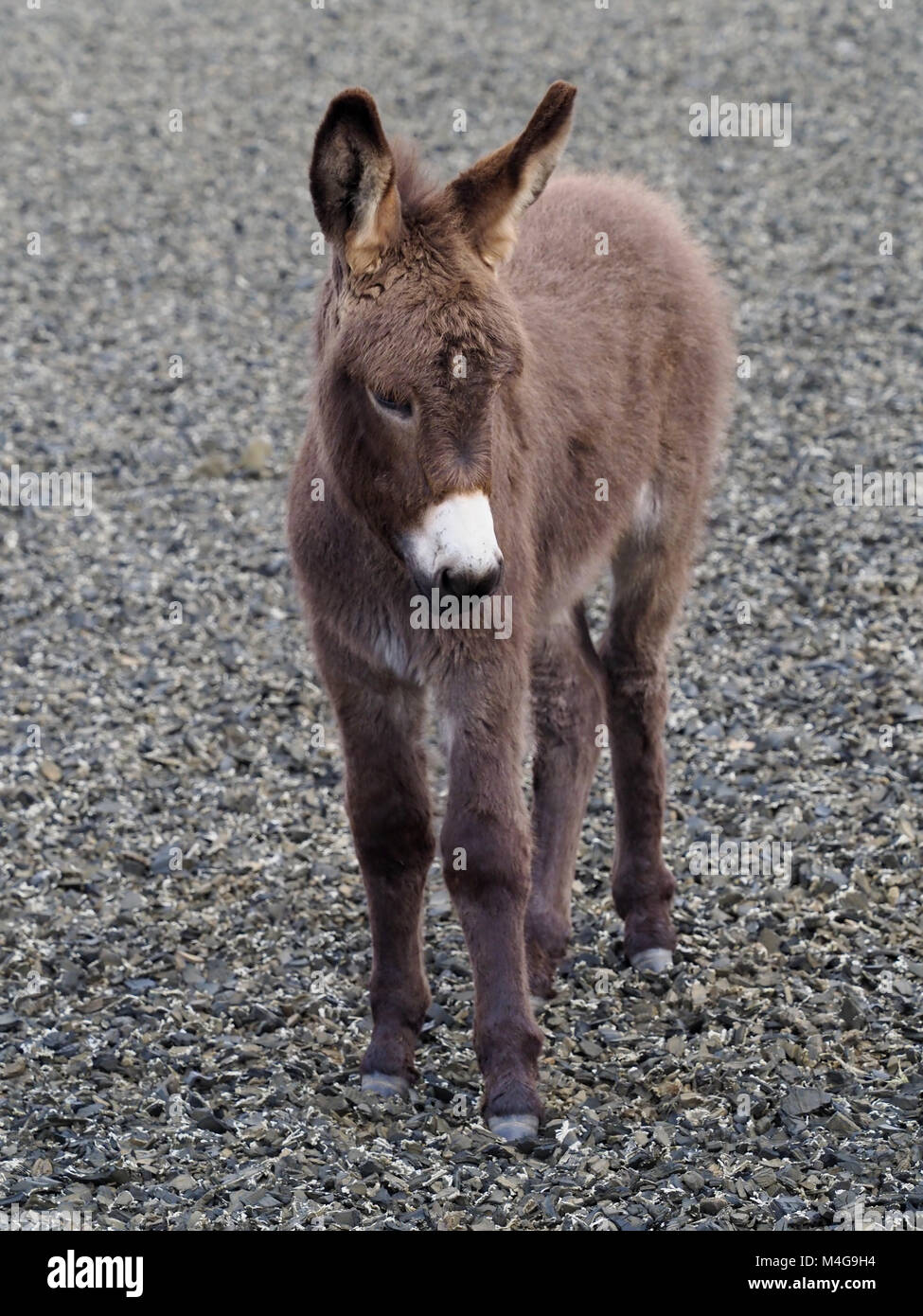 A cute baby donkey foal standing outside Stock Photo - Alamy