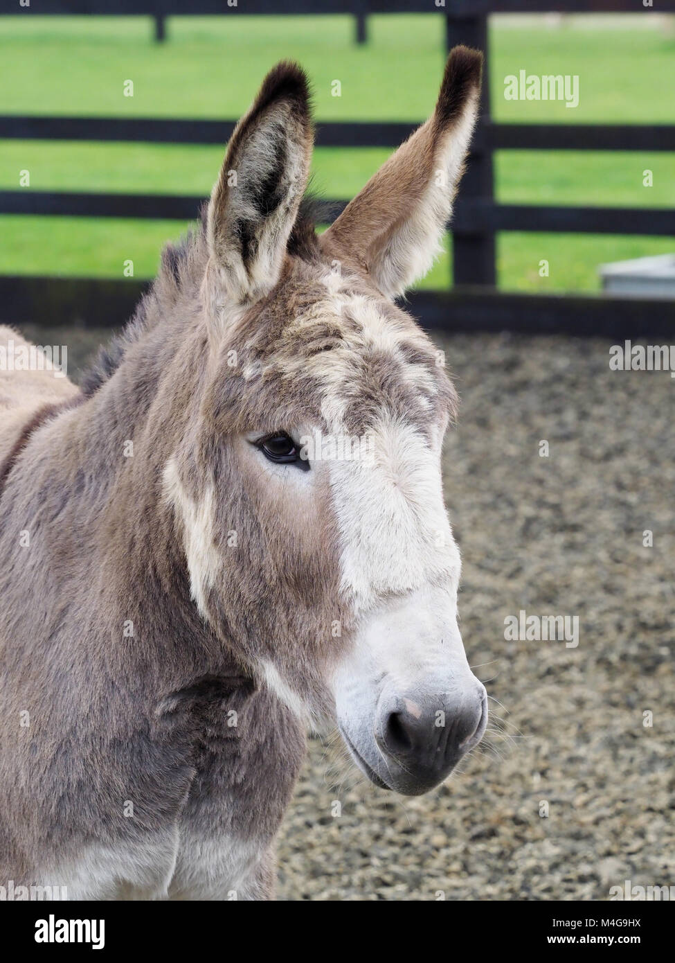 A head shot of a pretty donkey Stock Photo - Alamy