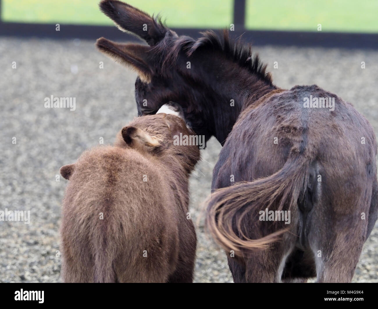 A female donkey stands with her donkey foal Stock Photo - Alamy
