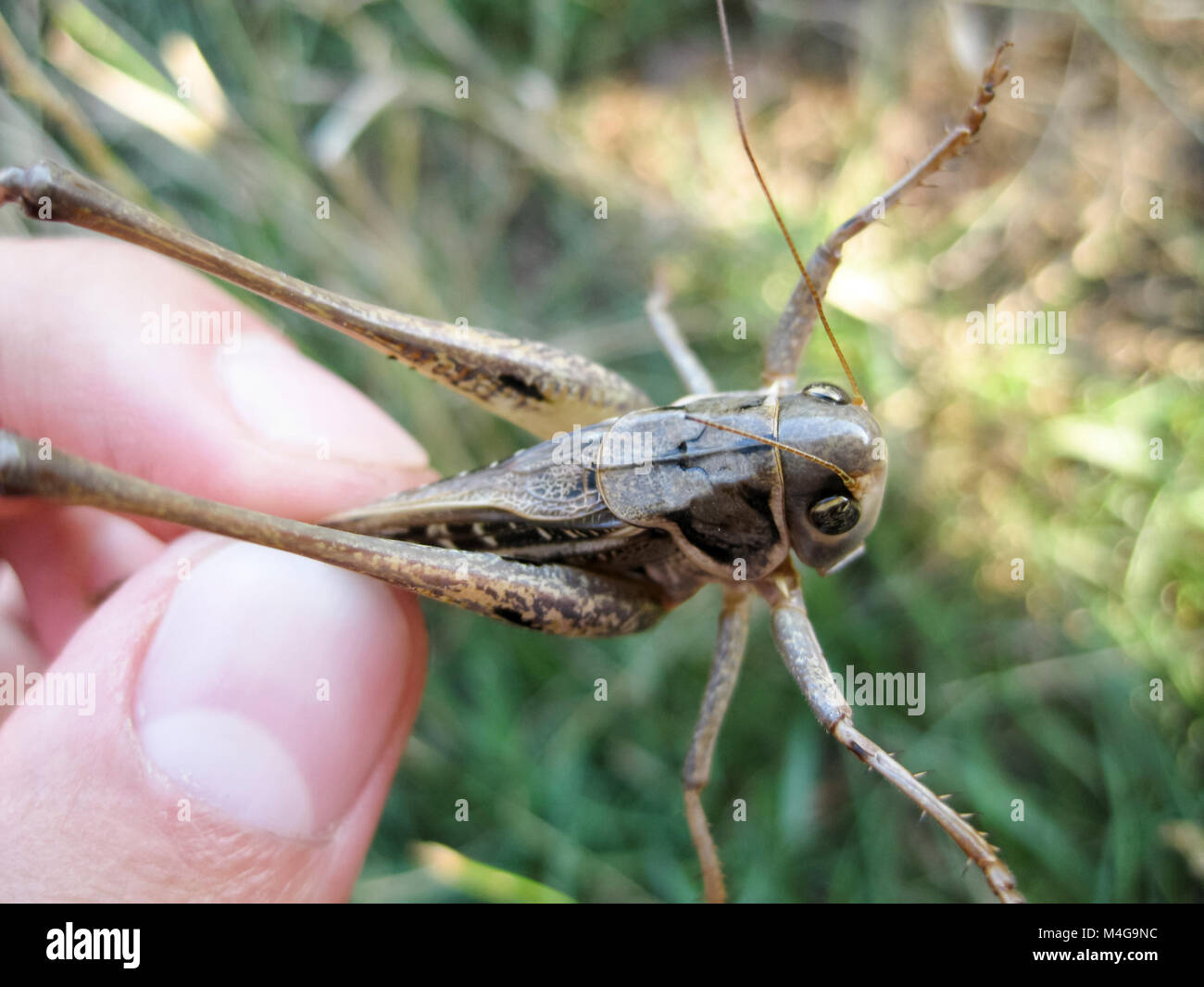 A brown grasshopper in man's pockets. the jaws of a grasshopper Stock ...