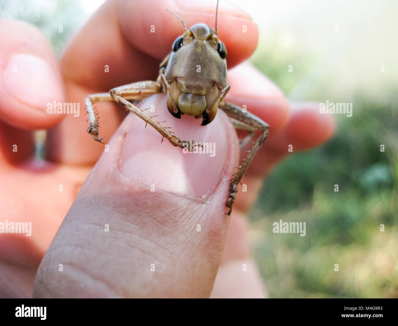 Large florida grasshopper hi-res stock photography and images - Alamy
