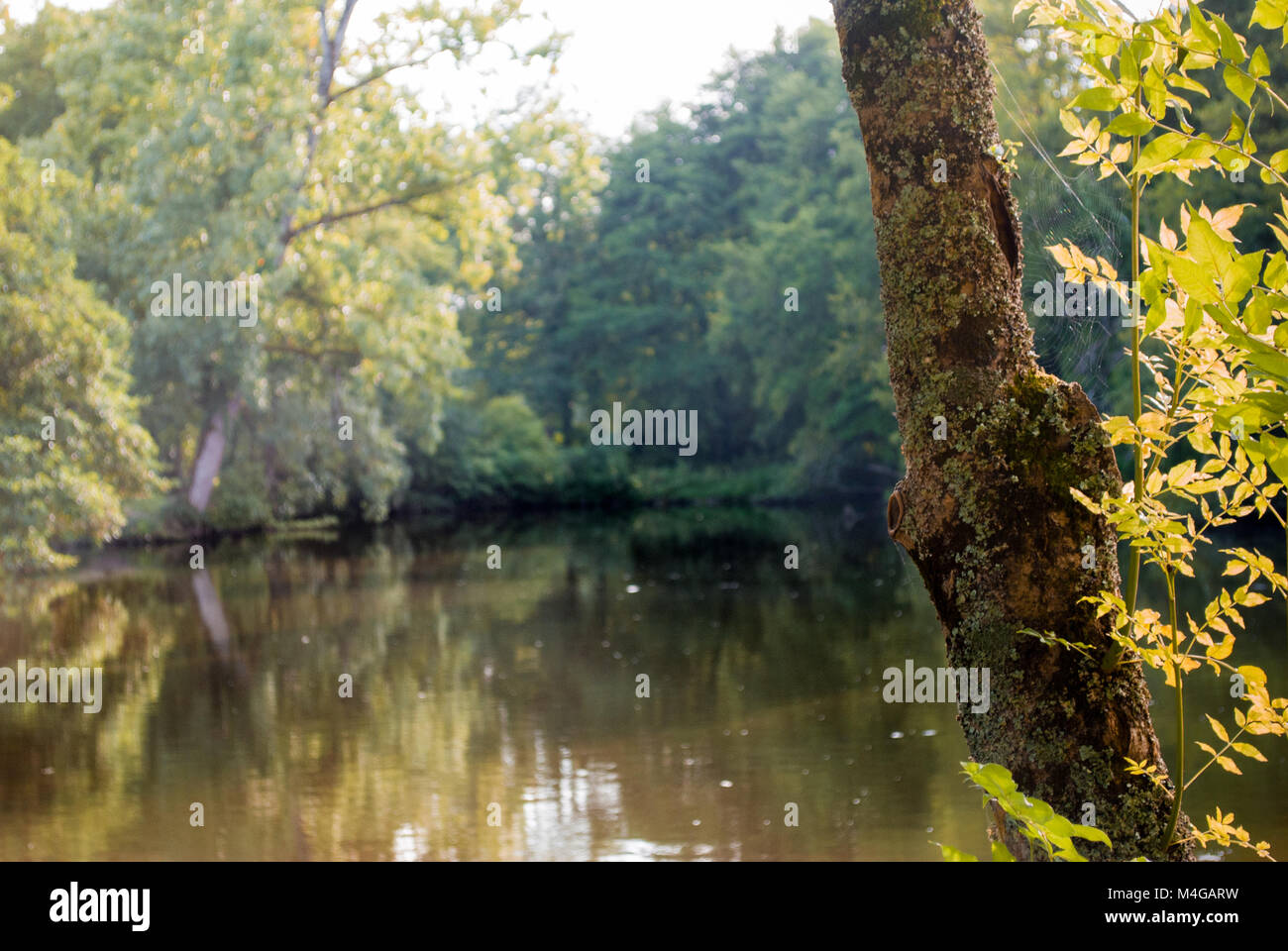 A tree branch located by a lake with reflections of the surrounding trees Stock Photo - Alamy