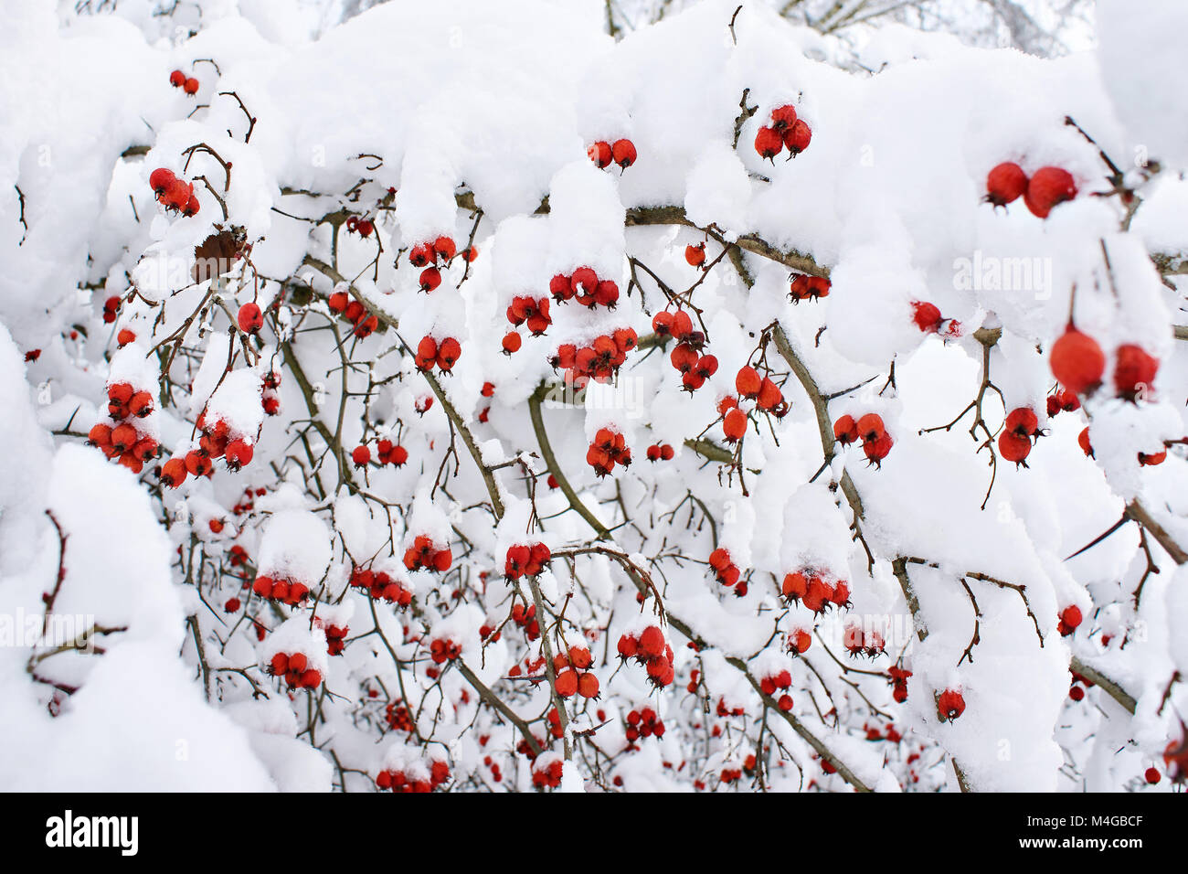 In garden hawthorn tree hi-res stock photography and images - Alamy