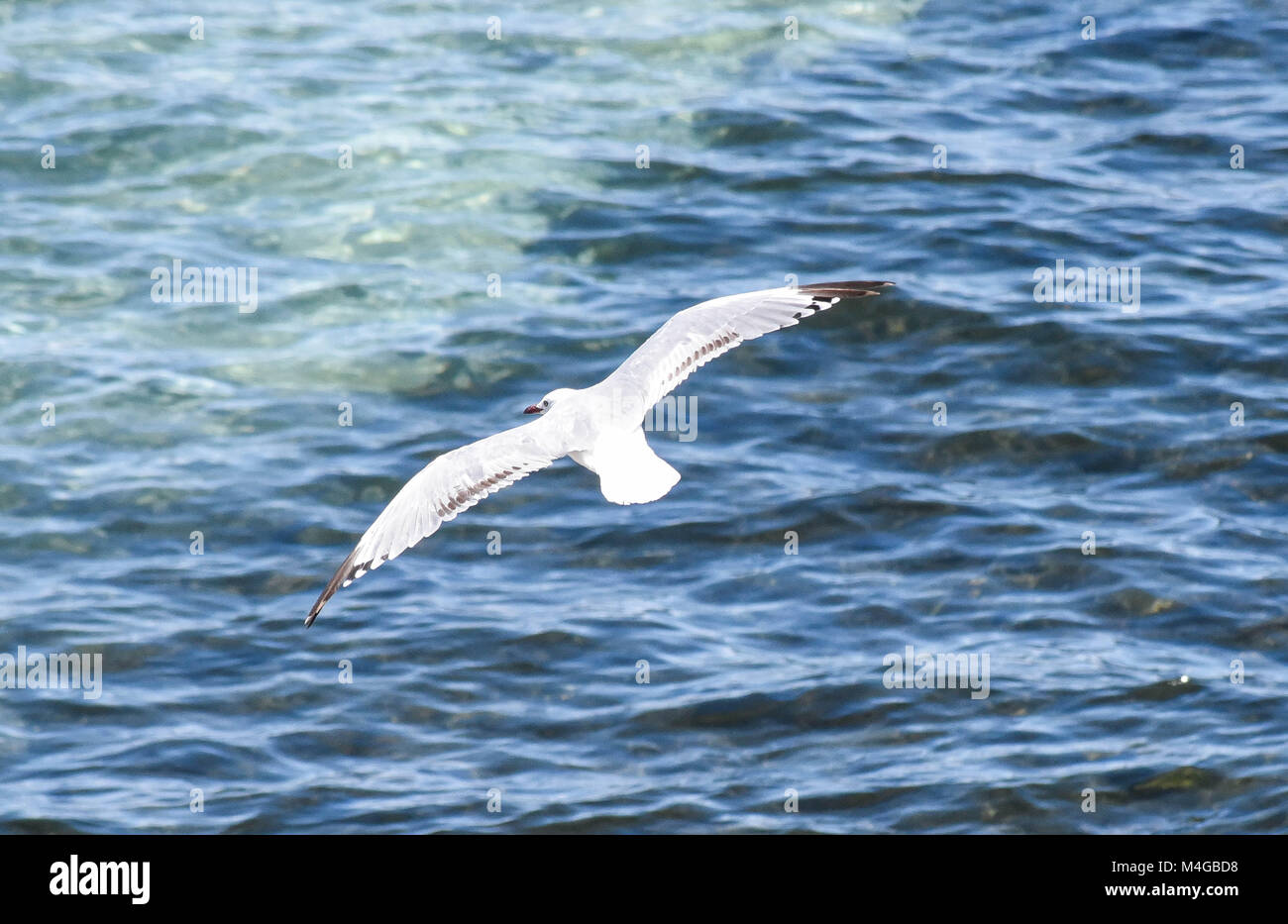 sea bird over water Stock Photo - Alamy