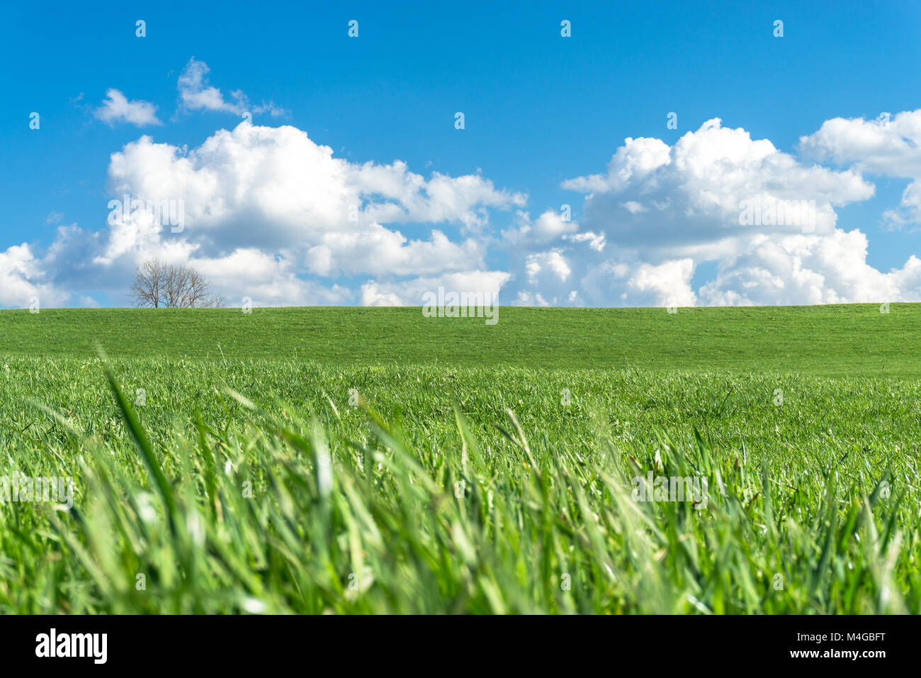 Green Grass Blue Sky Trees