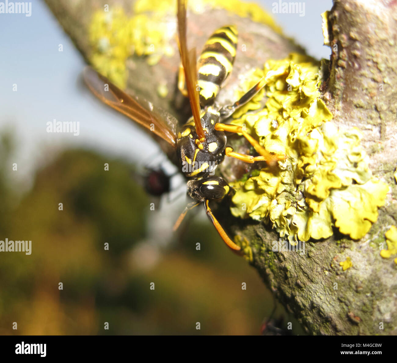 A wasp on a tree branch. Hymenoptera insect Stock Photo - Alamy