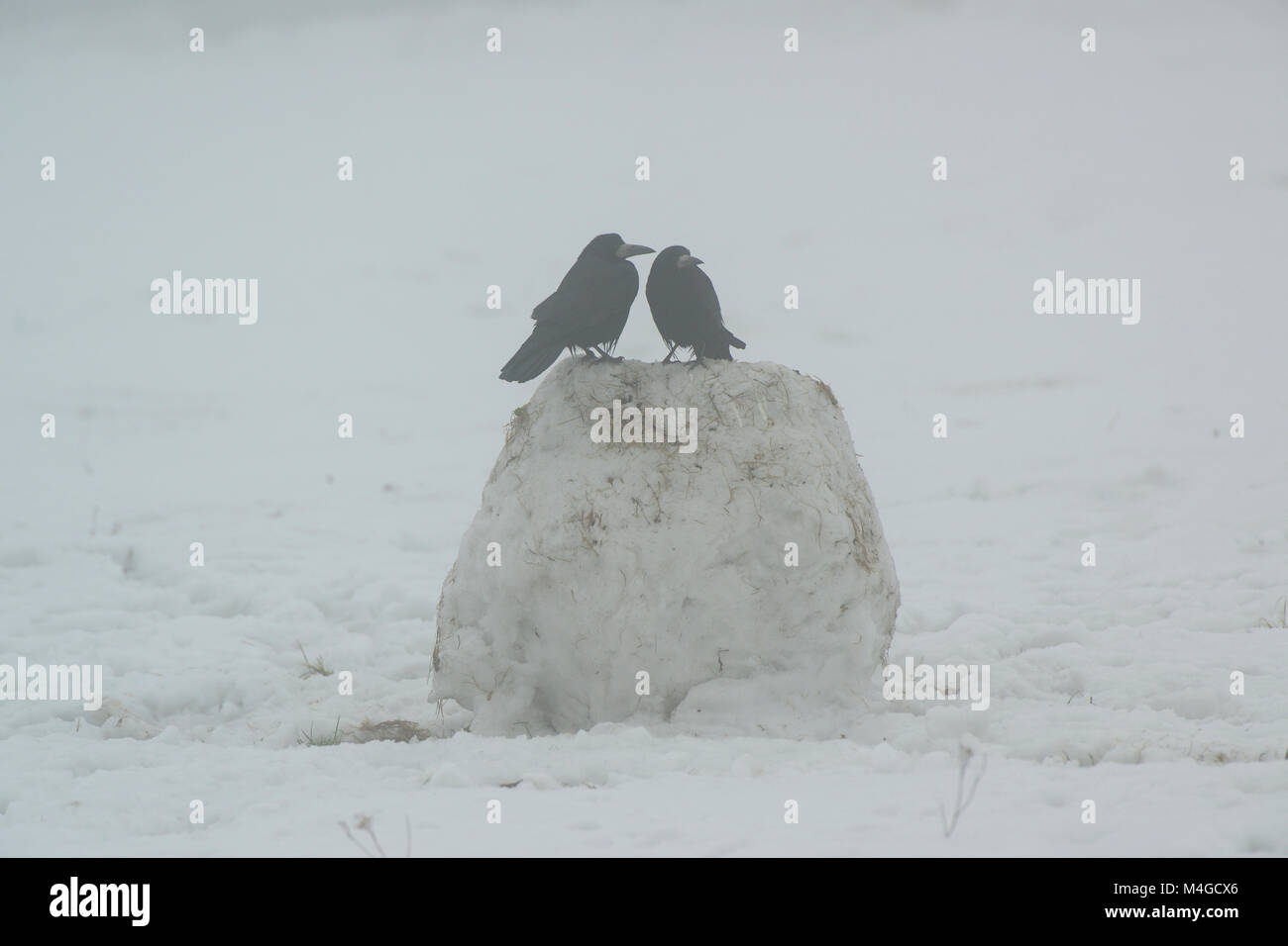 winter, snow, white, birds, season, weather, cold weather, energy ...