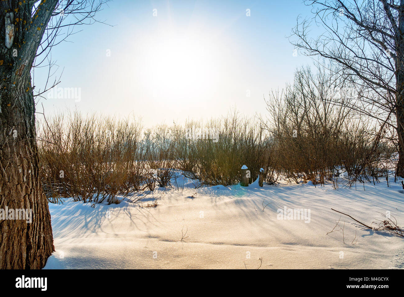 Winter Sun in the frosty air above the forest. Winter landscape Stock ...