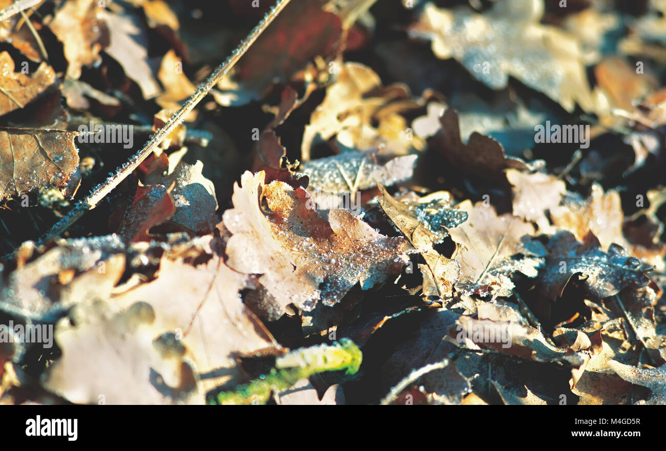 frozen autumn leaves on the ground in winter Stock Photo - Alamy