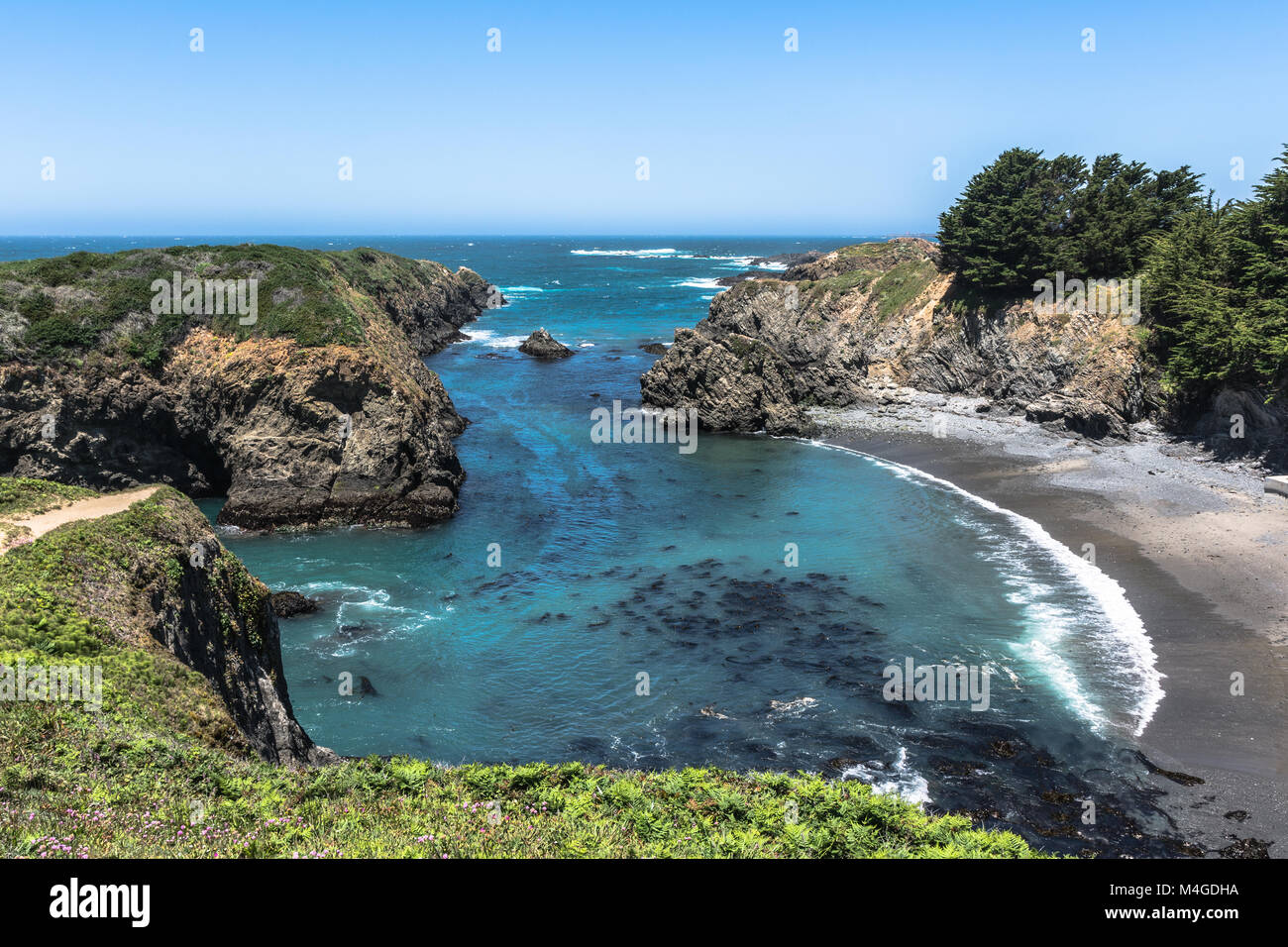California pine tree coast hi-res stock photography and images - Alamy