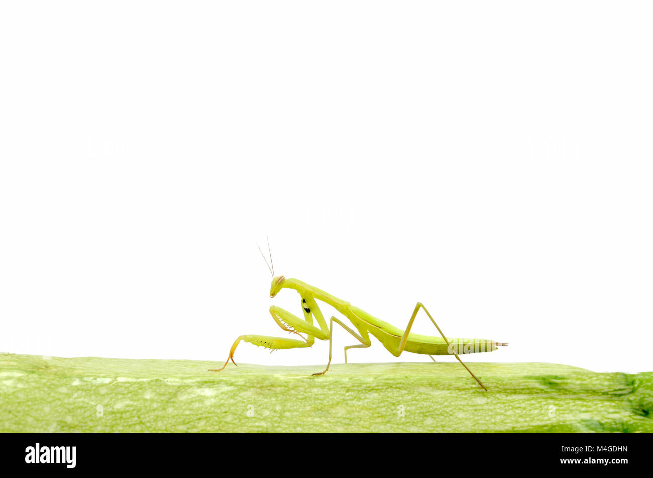 Mantis on a white background Stock Photo - Alamy