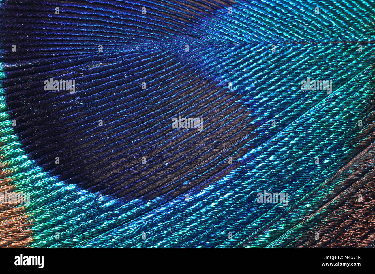 Close up of a peacock feather detail Stock Photo - Alamy