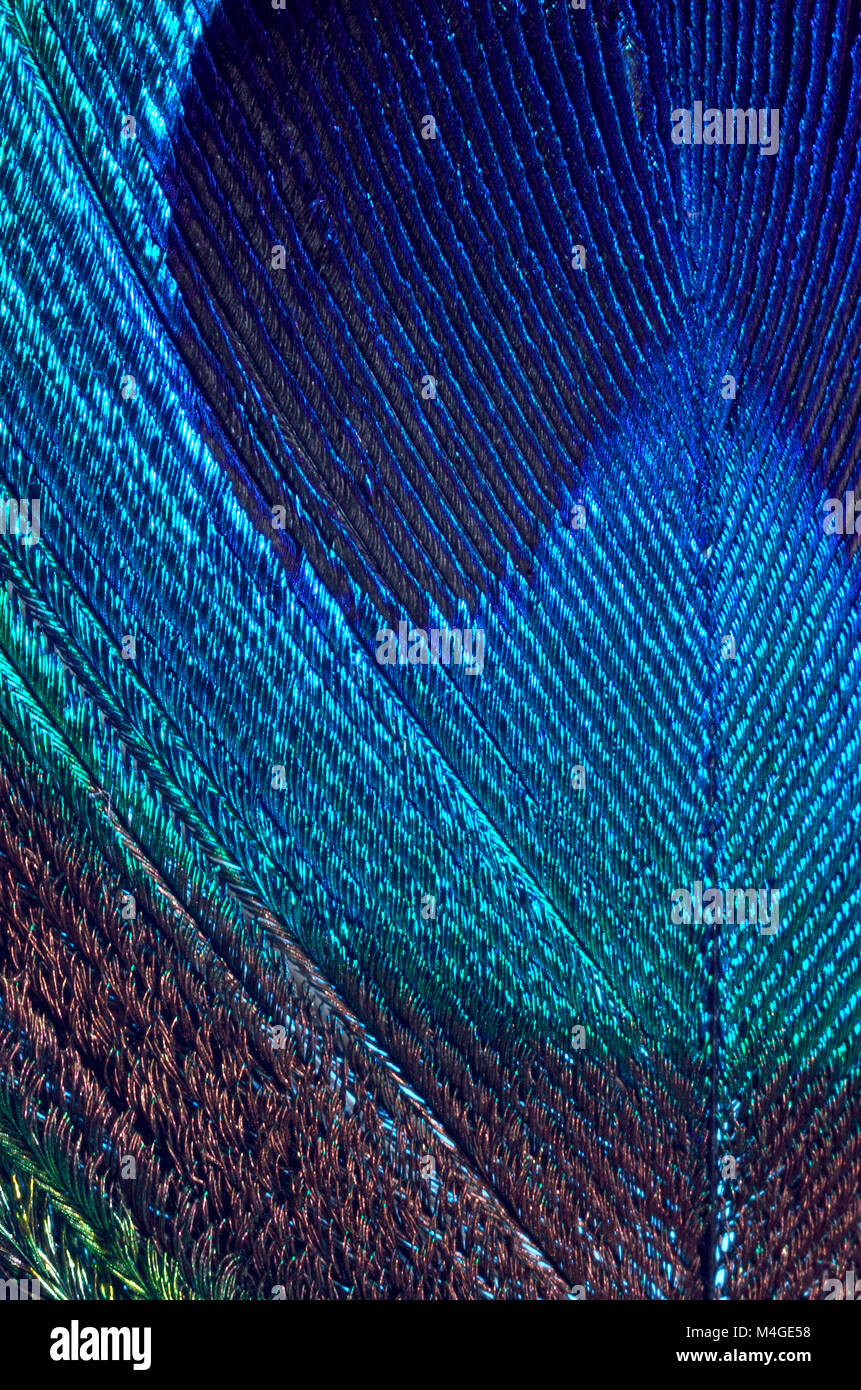 Close up of a peacock feather detail Stock Photo - Alamy