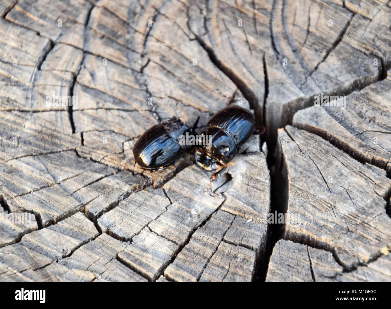 A rhinoceros beetle on a cut of a tree stump. A pair of rhinoceros ...