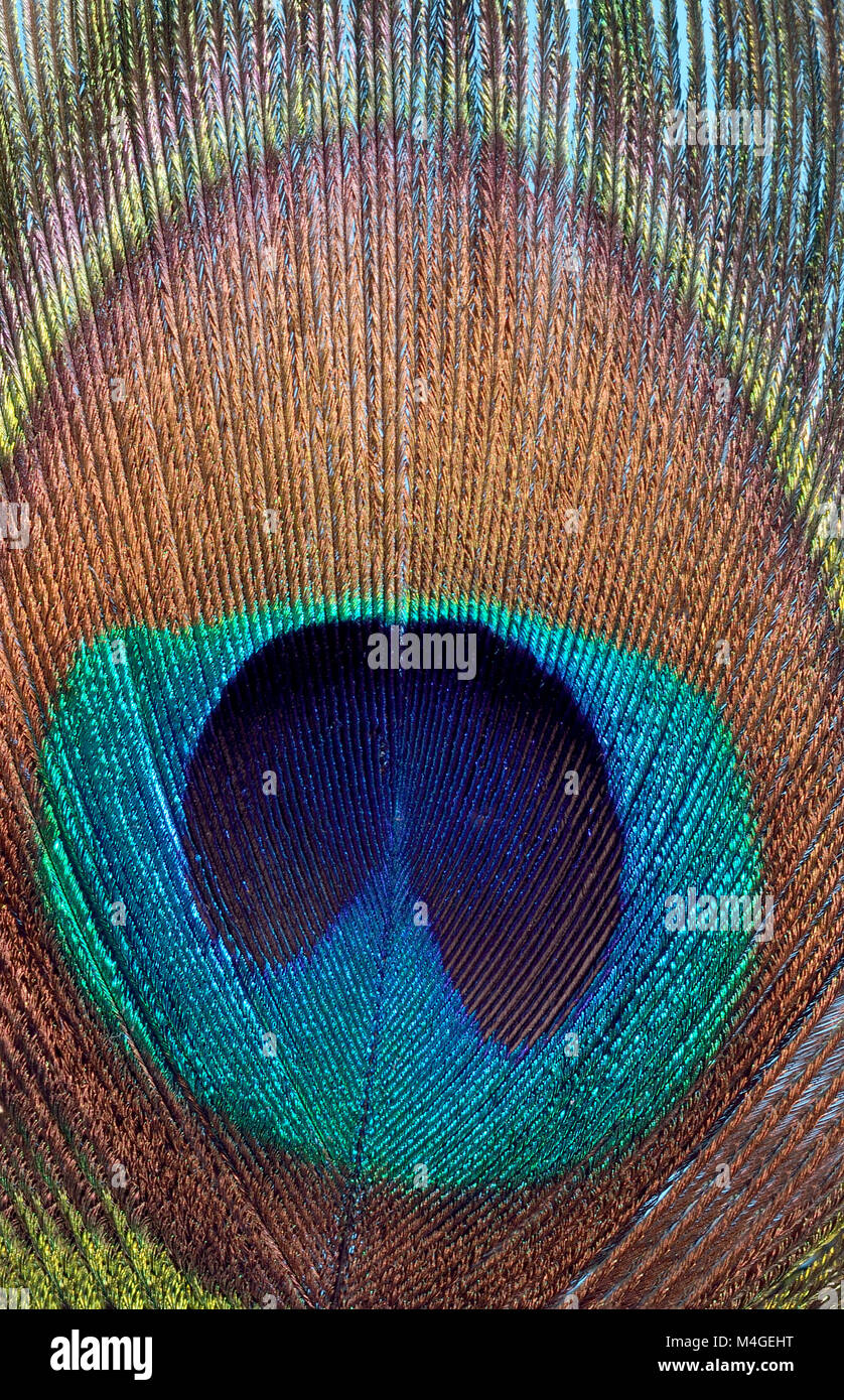 Close up of a peacock feather Stock Photo - Alamy