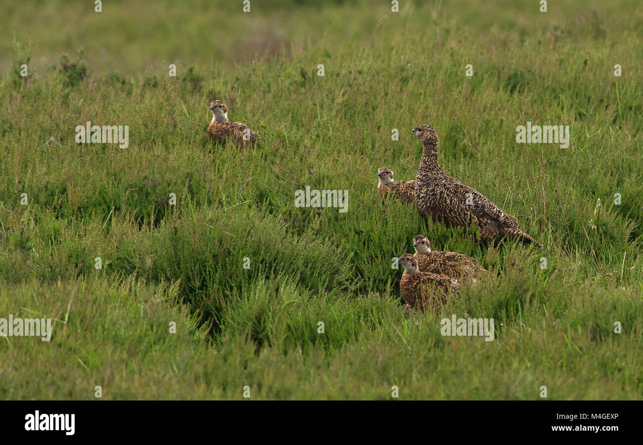 Galliformes family hi-res stock photography and images - Alamy