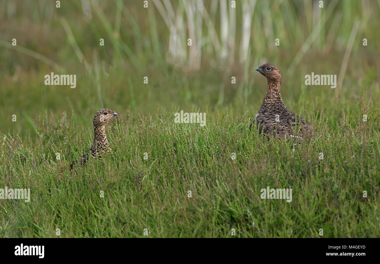 Male and Female Red Grouse - Lagopus lagopus scotica Stock Photo - Alamy