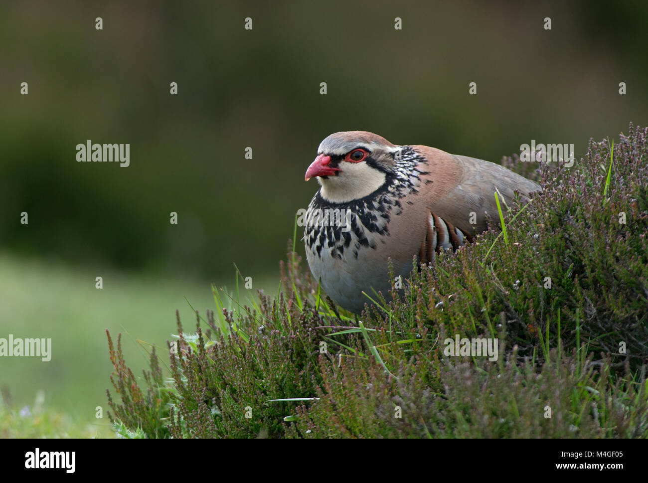 Partridge uk hi-res stock photography and images - Alamy