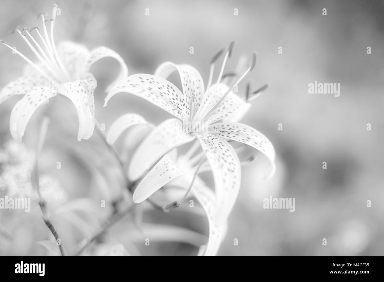 Delicate wedding background Black and White Stock Photos & Images - Alamy