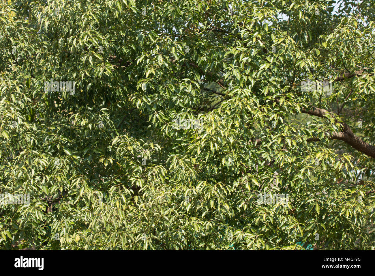 Green Leaf of Cinnamomum camphora tree Stock Photo - Alamy