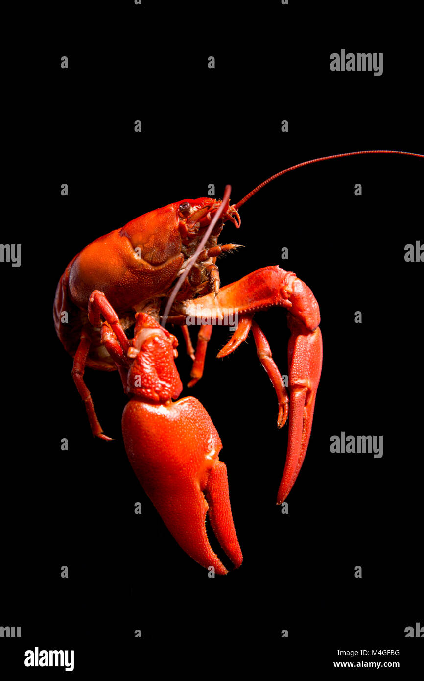 A Cooked American signal crayfish, Pacifastacus leniusculus, on a black ...