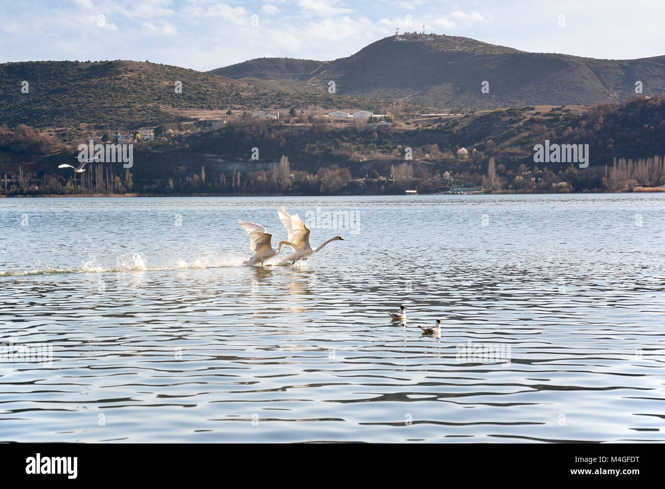 Chased by swan hi-res stock photography and images - Alamy