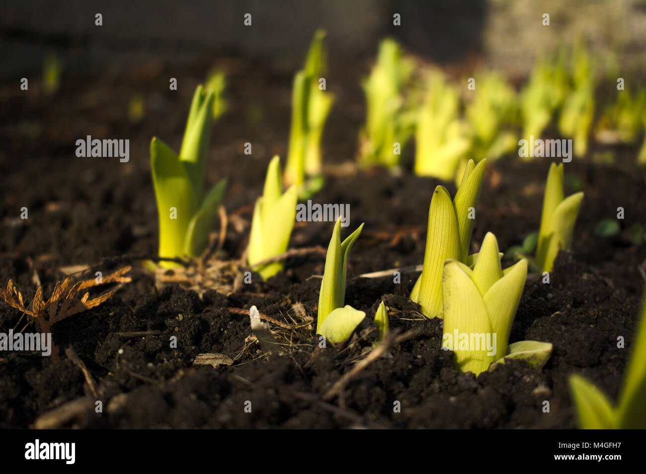 Spring iris flowers sprouts growing from the soil Stock Photo - Alamy