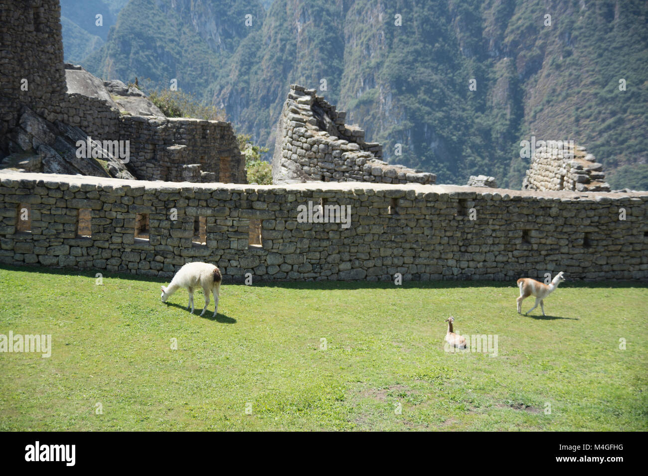 Llamas in Machu Picchu, Peru Stock Photo - Alamy