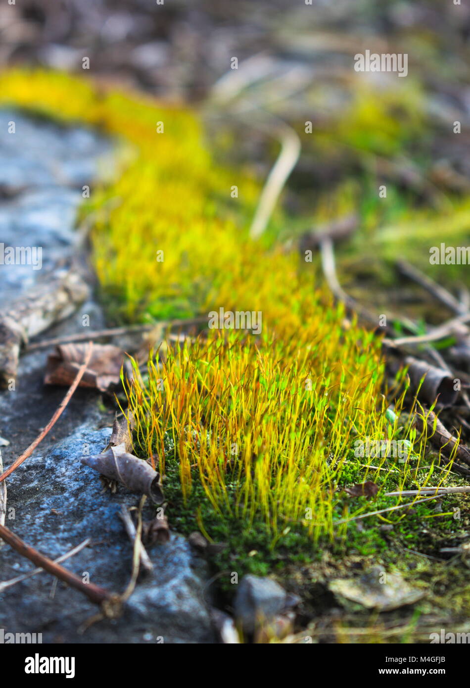 Moss on stones hi-res stock photography and images - Alamy