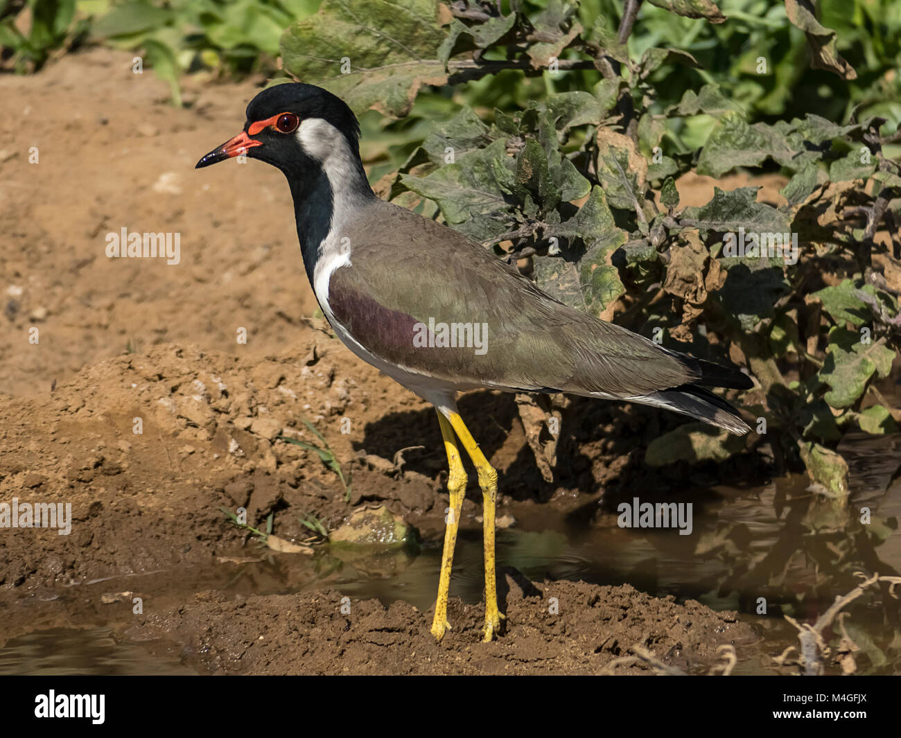 Indian, Red Wattles Lapwing Stock Photo - Alamy