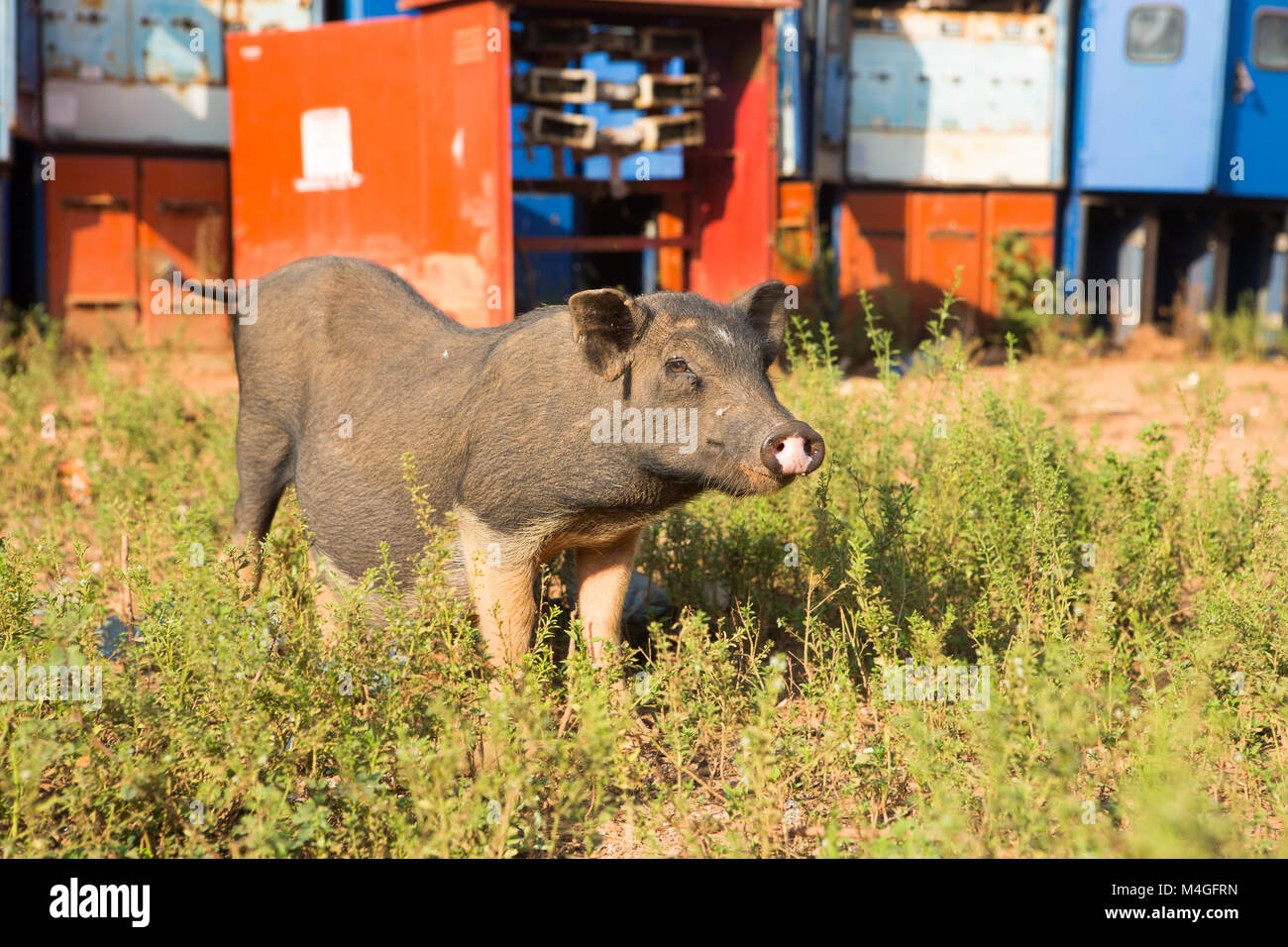 gray pig, close-up on green grass background Stock Photo - Alamy