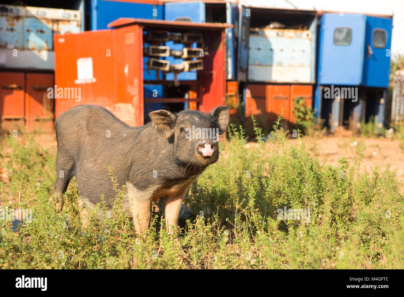 Pig close up hi-res stock photography and images - Alamy